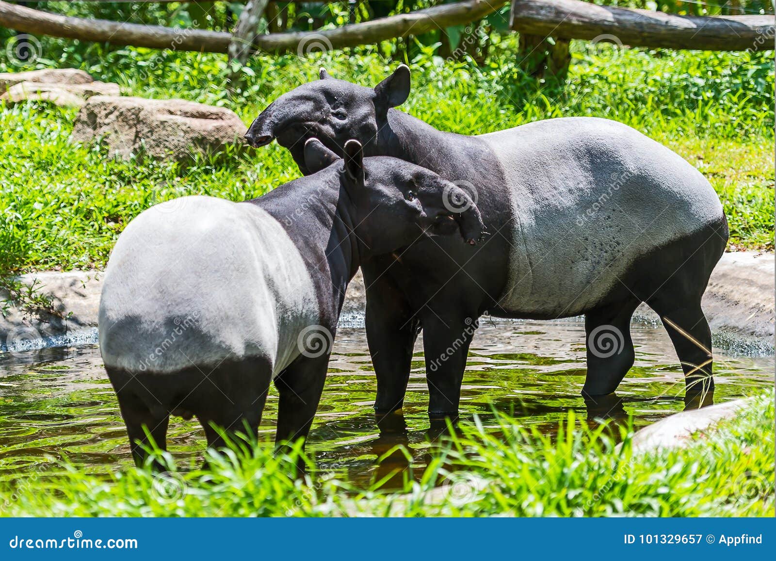 Malayan tapir stock image. Image of ears, ground, animal - 101329657