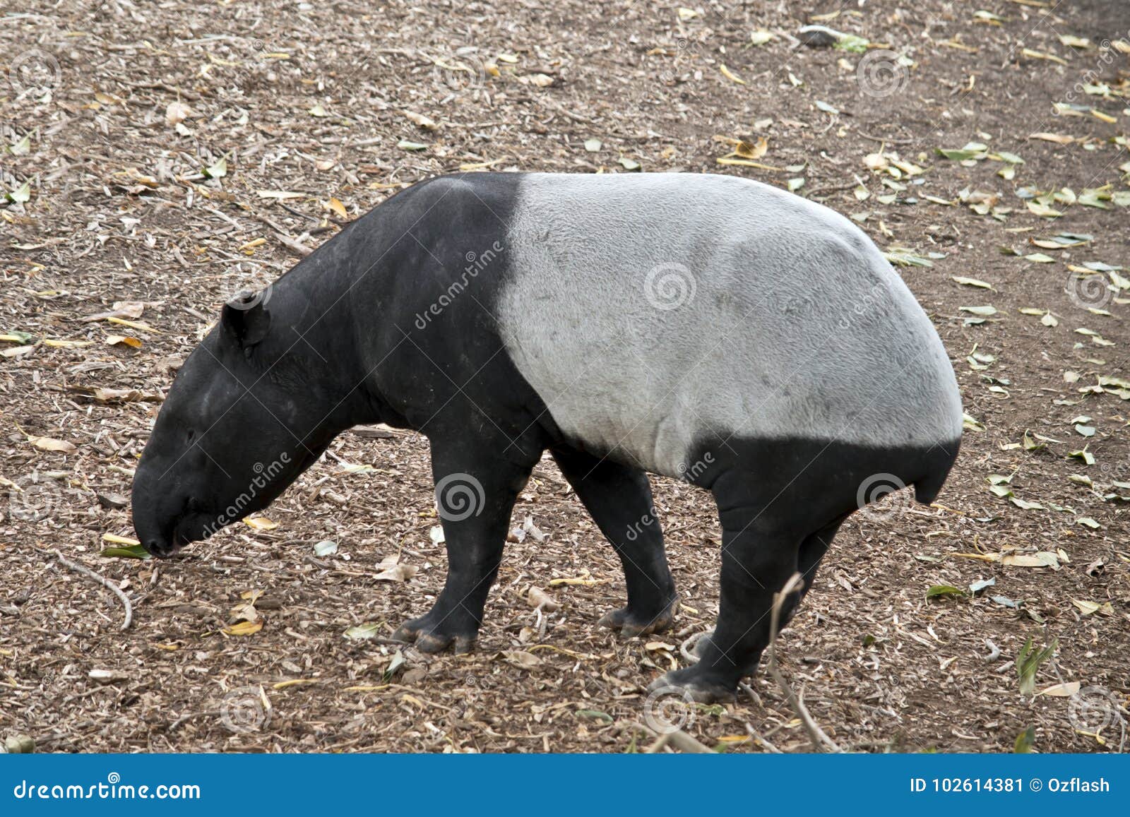 Malayan tapir stock image. Image of black, trunk, side - 102614381