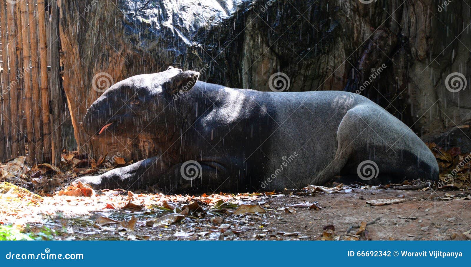 Malayan tapir stock photo. Image of grass, mammal, asian - 66692342