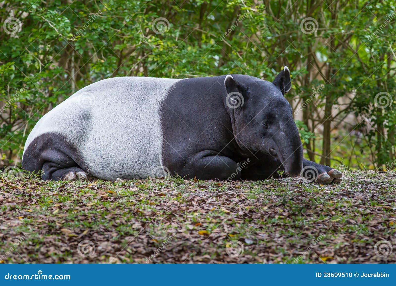 Malayan Tapir sleeping stock photo. Image of trunk, dark - 28609510