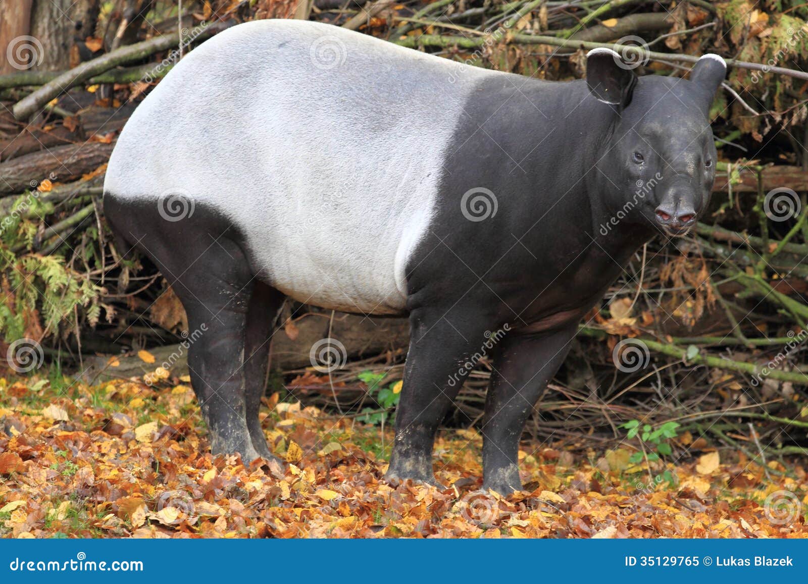 The Malayan Tapir Acrocodia Indica, Also Called The Asian, Asiatic ...