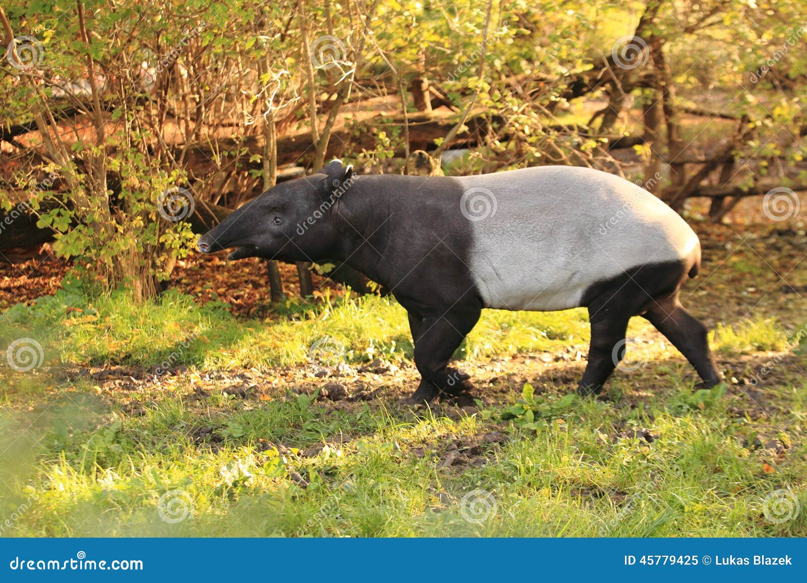 Malayan tapir stock image. Image of tapirus, sunshine - 45779425