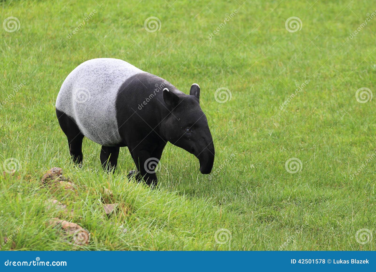 Malayan Tapir, Also Called Asian Tapir Royalty-Free Stock Photo ...