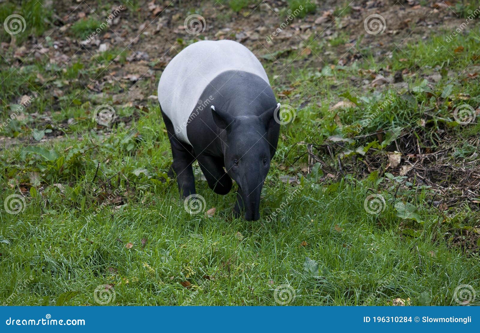 Malayan Tapir, Tapirus Indicus, Adult Stock Photo - Image of indicus ...