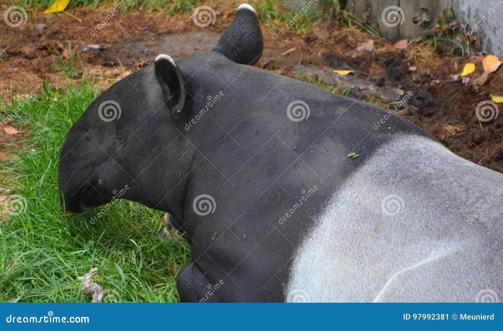 The Malayan tapir stock image. Image of life, mammalia - 97992381