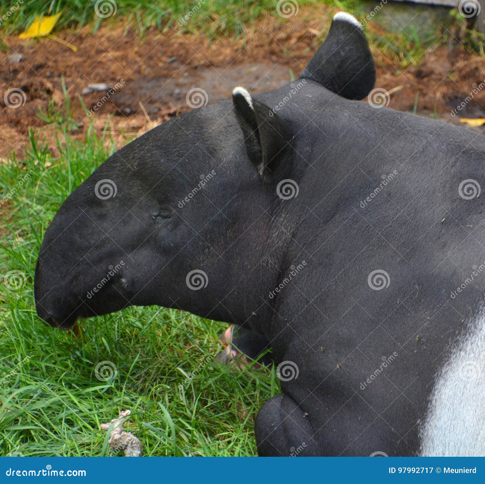 The Malayan tapir stock image. Image of malayan, closeup - 97992717