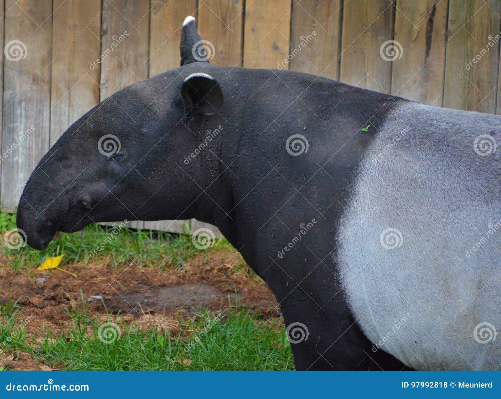 The Malayan tapir stock photo. Image of myanmar, indicus - 97992818