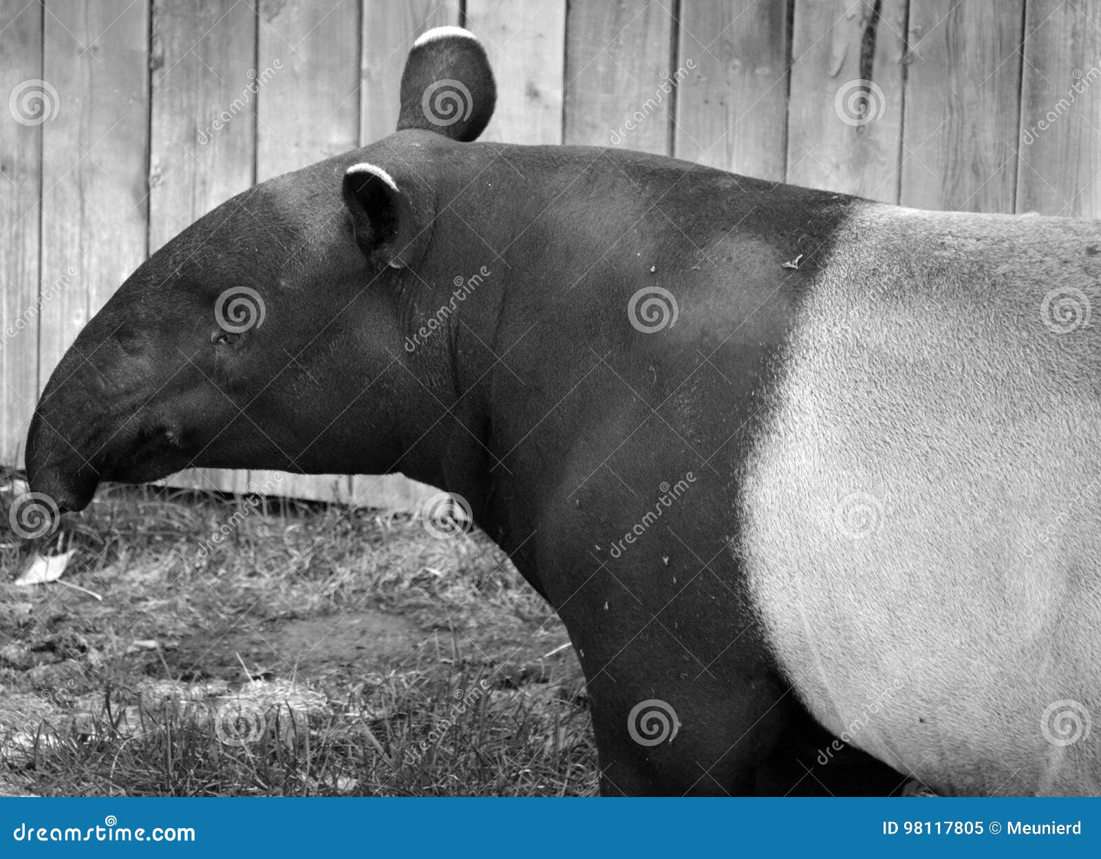 The Malayan tapir stock image. Image of mammalia, india - 98117805