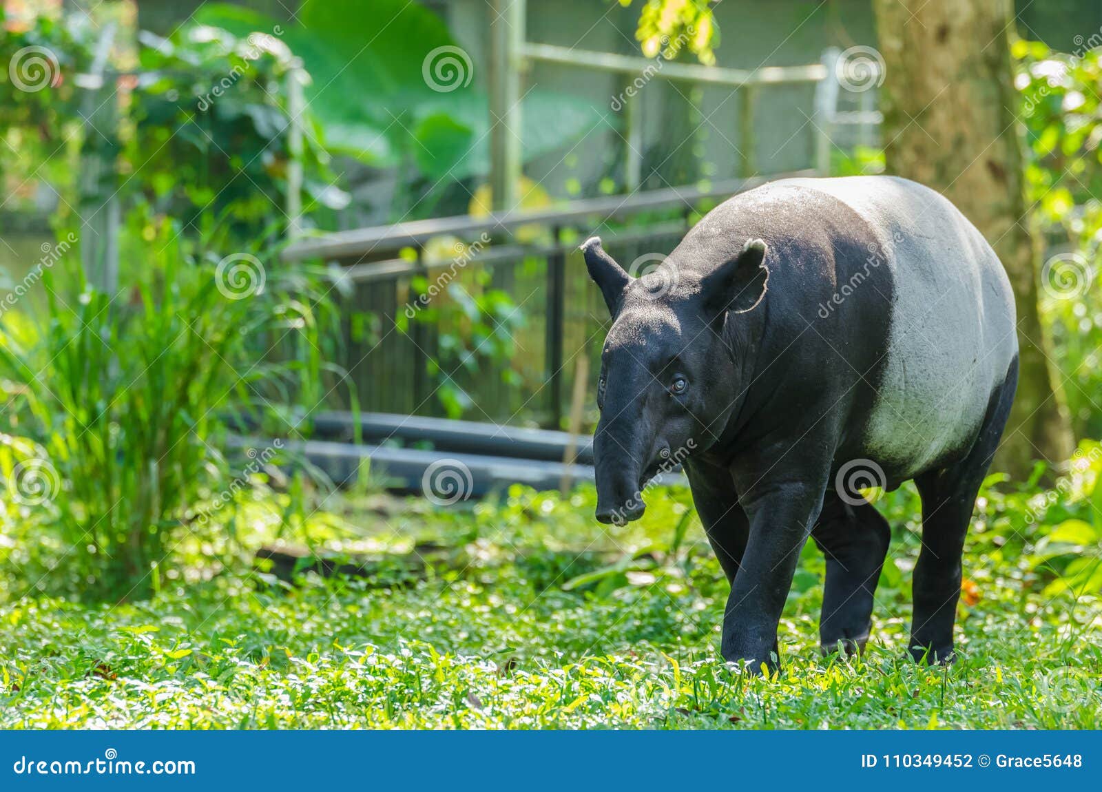 Hoof Of The Malayan Tapir Tapirus Indicus Stock Photo | CartoonDealer ...