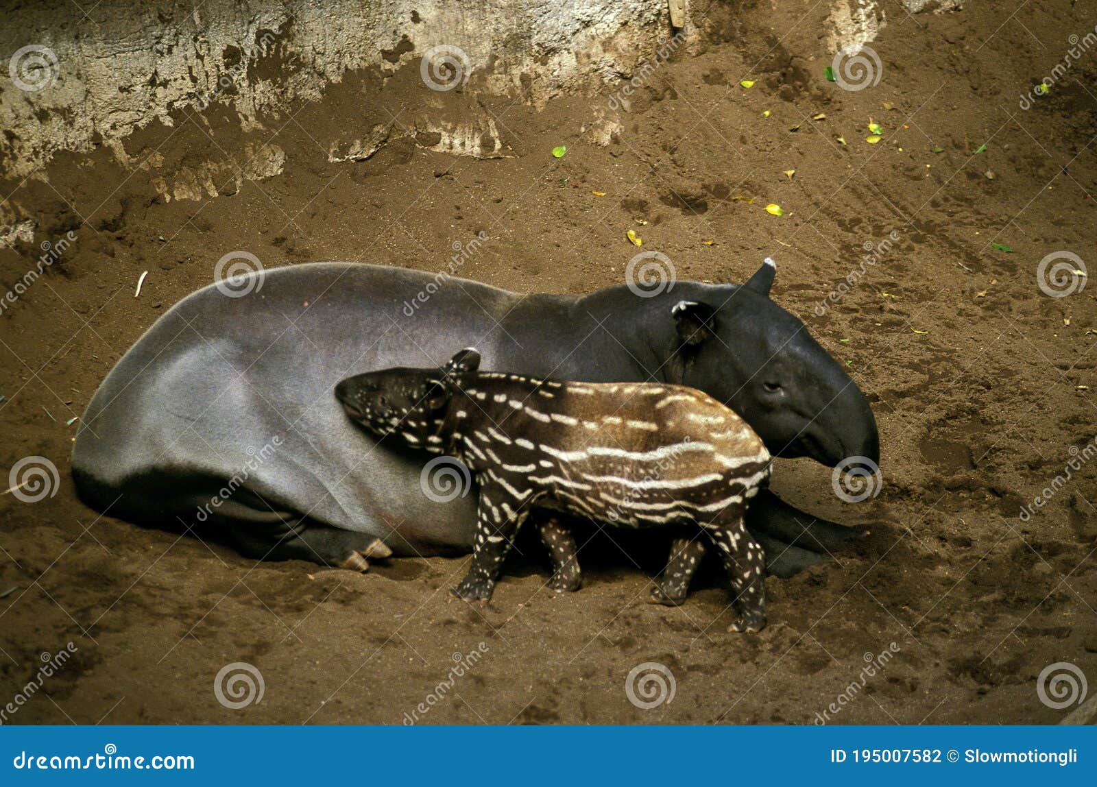 Malayan Tapir, Tapirus Indicus, Female with Calf Stock Photo - Image of ...