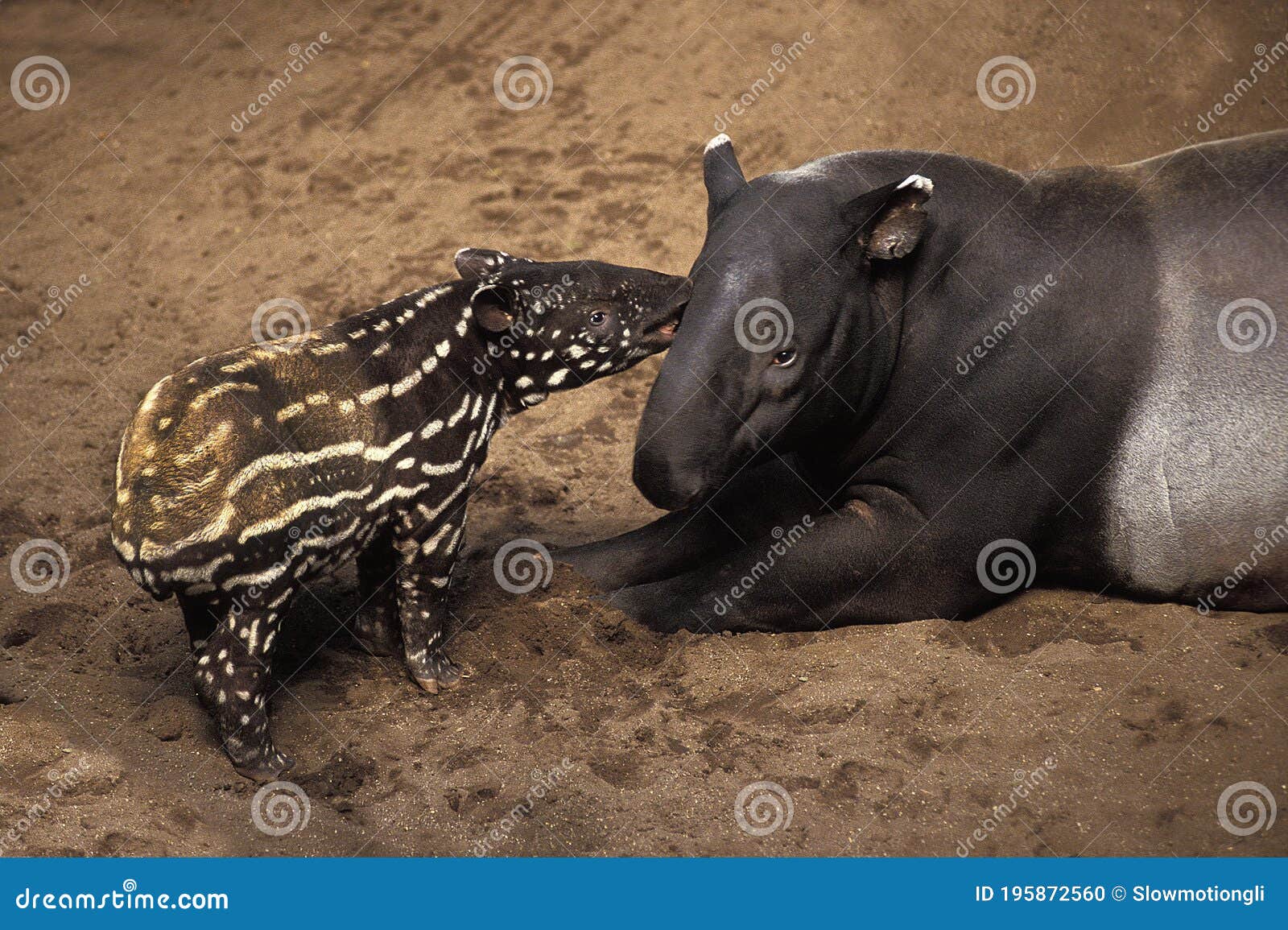 Malayan Tapir, Tapirus Indicus, Female with Young Stock Photo - Image ...