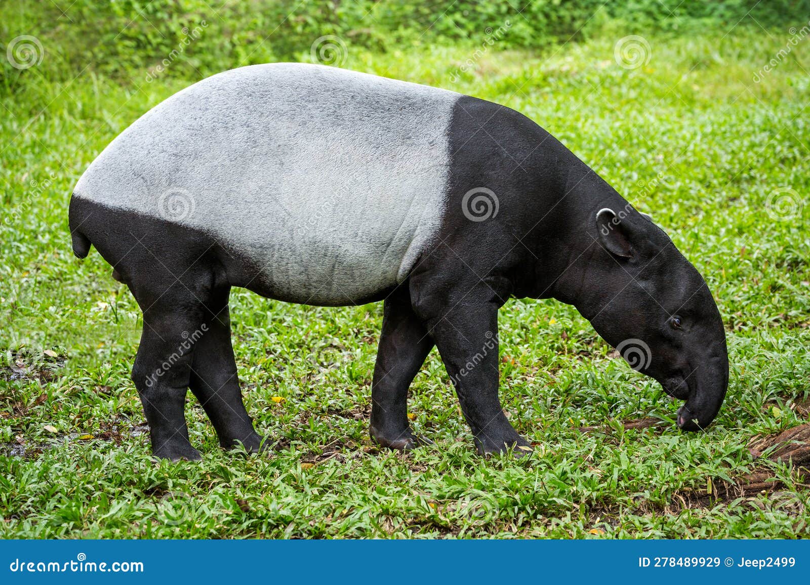 Malayan Tapir Resting on the Grass. Stock Image - Image of nature ...
