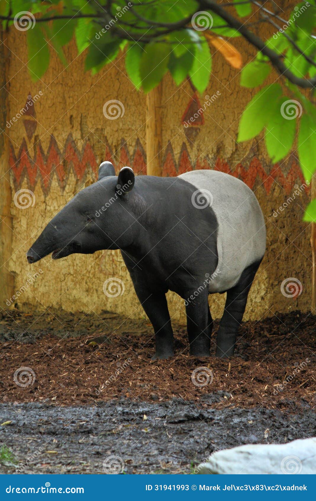 Malayan Tapir (Tapirus Indicus). Skin Texture. Stock Photo ...