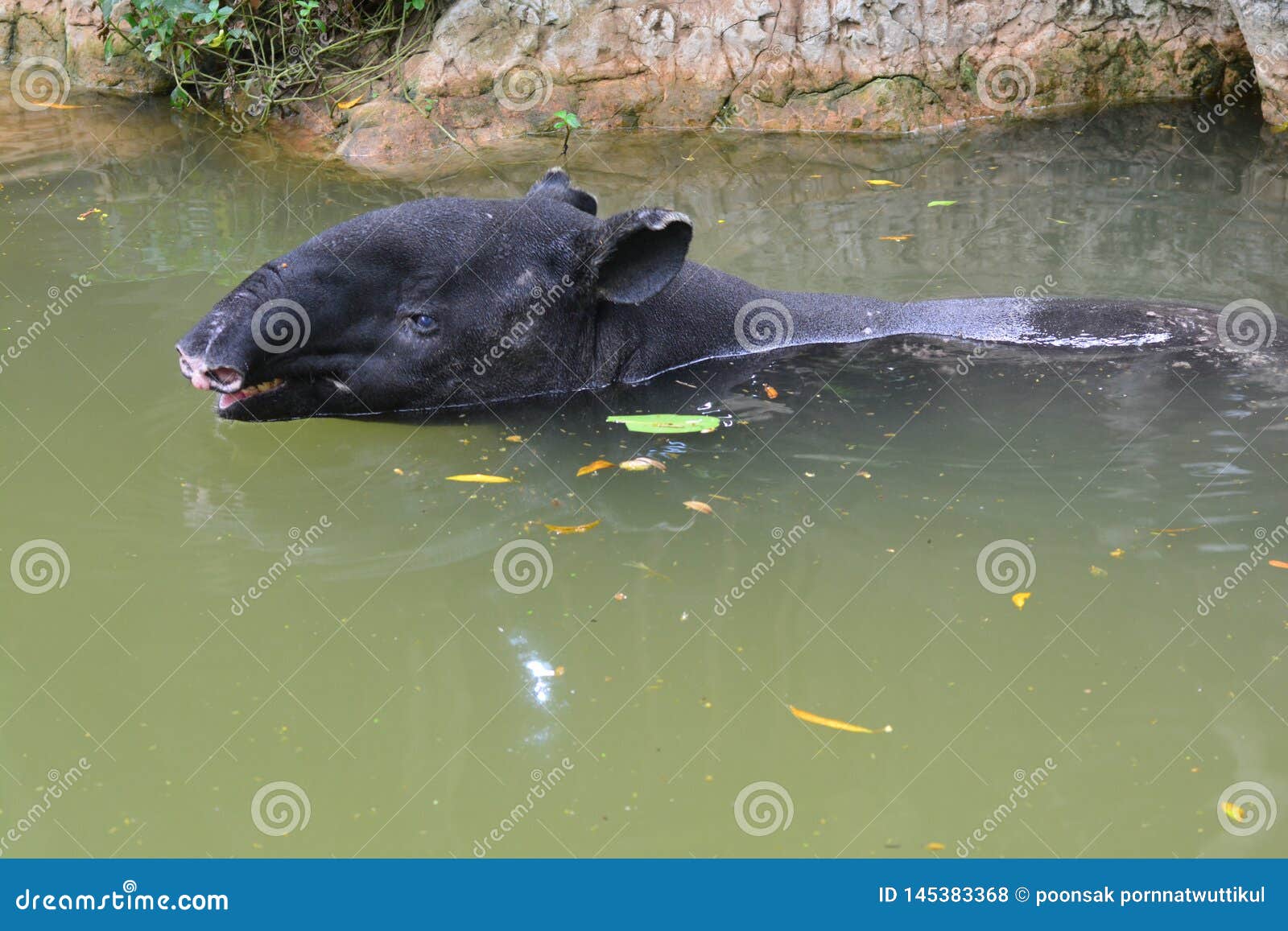 Malayan Tapir Tapirus Indicus in Water Stock Photo - Image of black ...