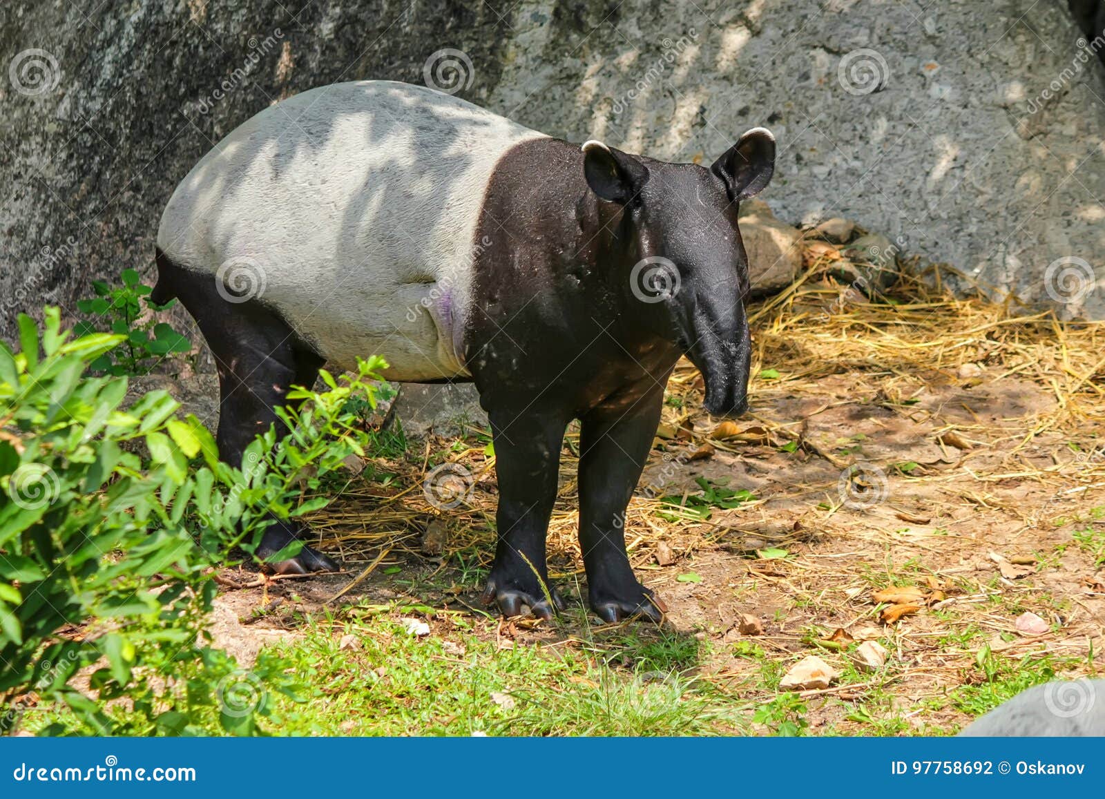 Malayan Tapir or Tapirus Indicus in Zoo Stock Photo - Image of malaysia ...