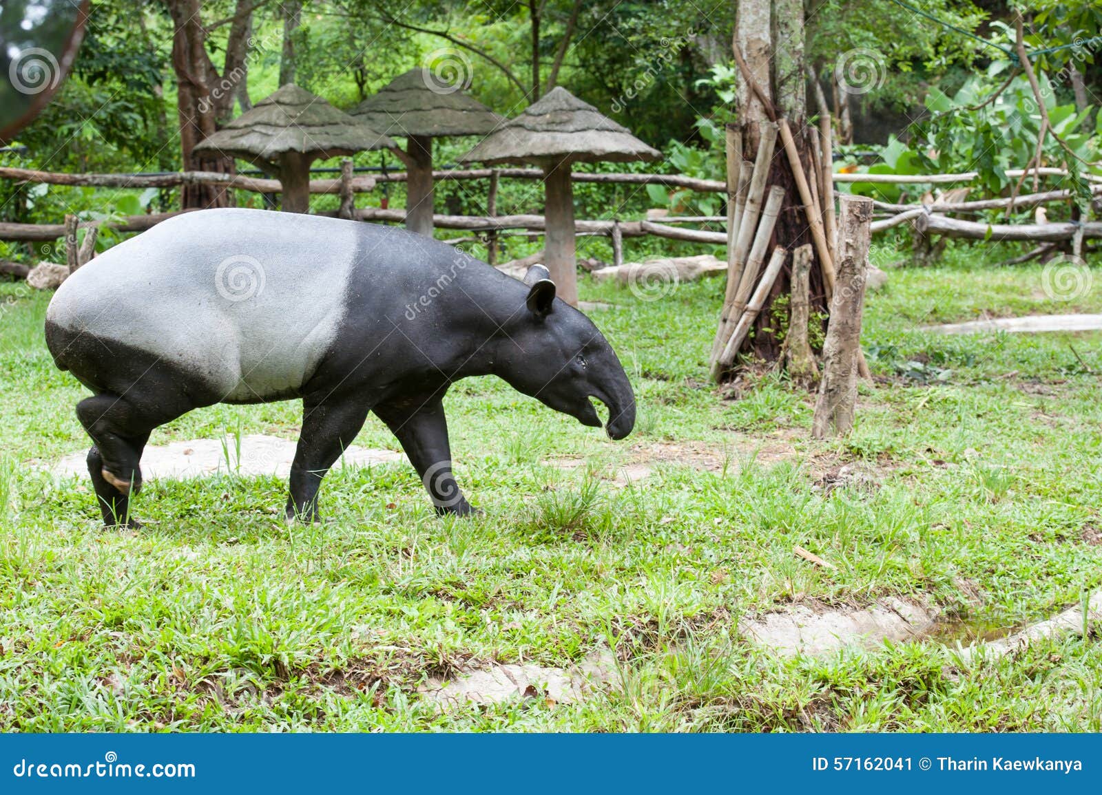 Malayan tapir stock image. Image of ears, indonesia, hooves - 57162041