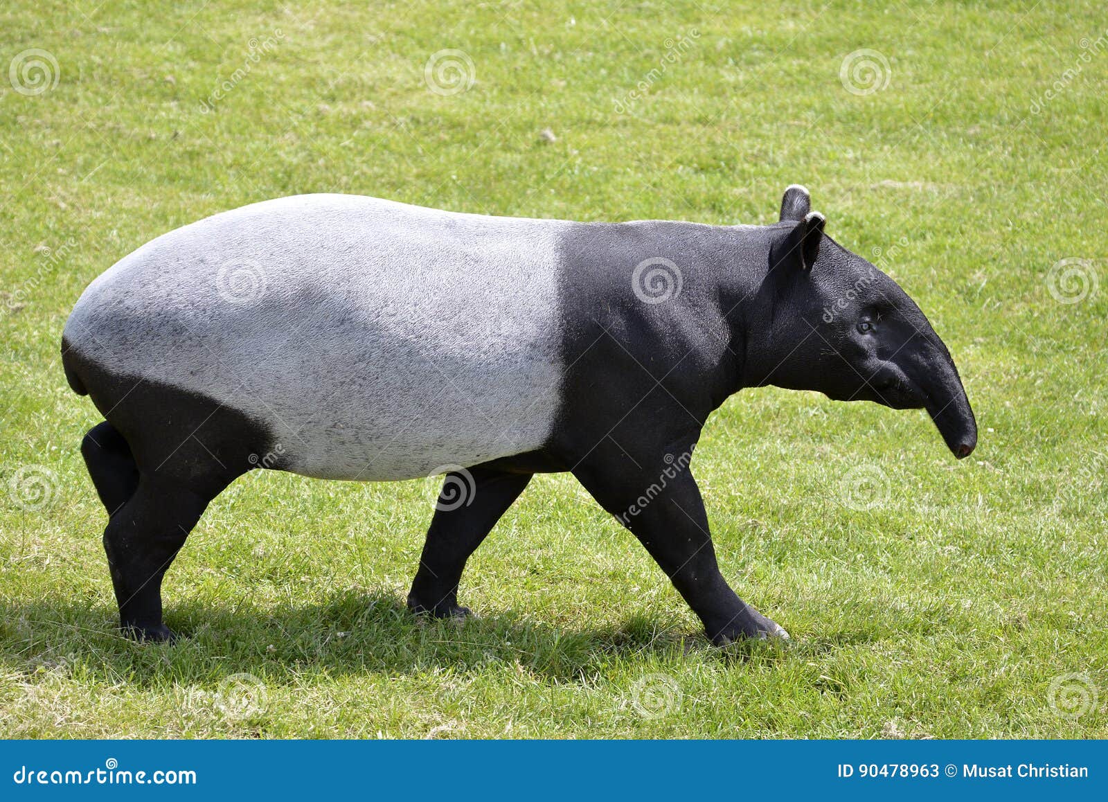 Malayan Tapir Walking on Grass Stock Image - Image of animal, profile ...