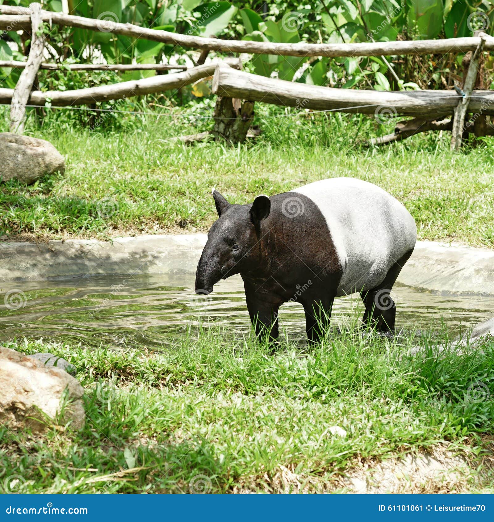 Malayan tapir stock image. Image of cute, jungle, skin - 61101061