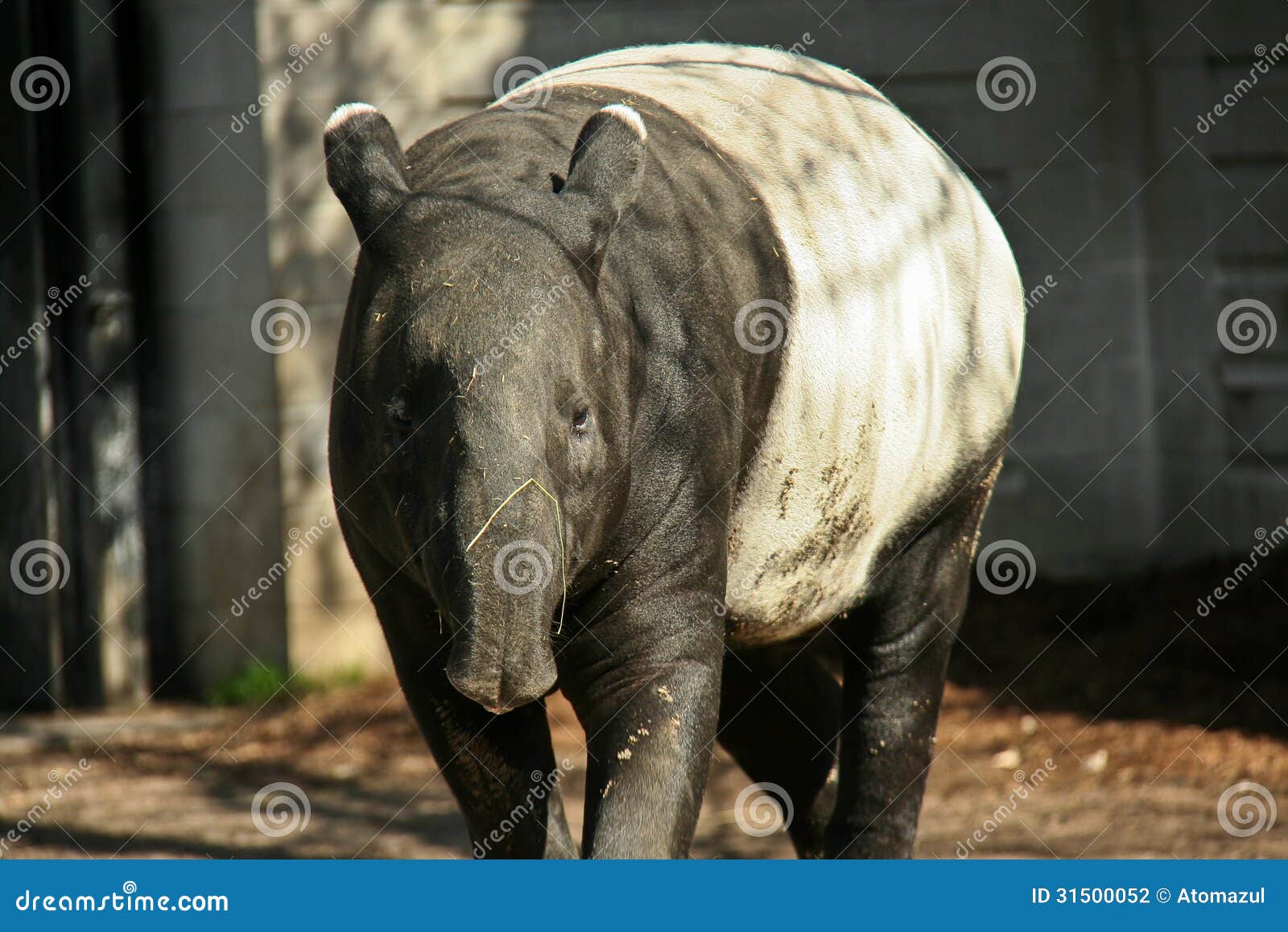 Malayan Tapir (Tapirus Indicus). Skin Texture. Stock Photo ...