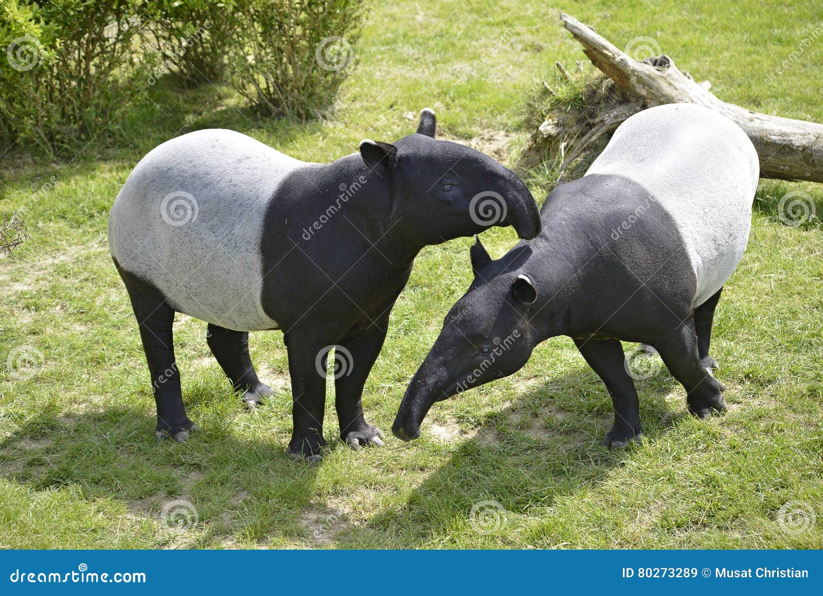 Malayan tapirs on grass stock image. Image of perissodactyla - 80273289
