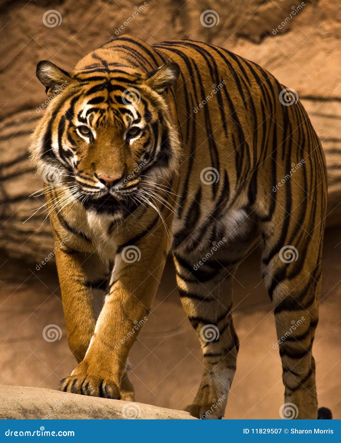 Malayan Tiger stock image. Image of wildlife, wild, beautiful - 11829507