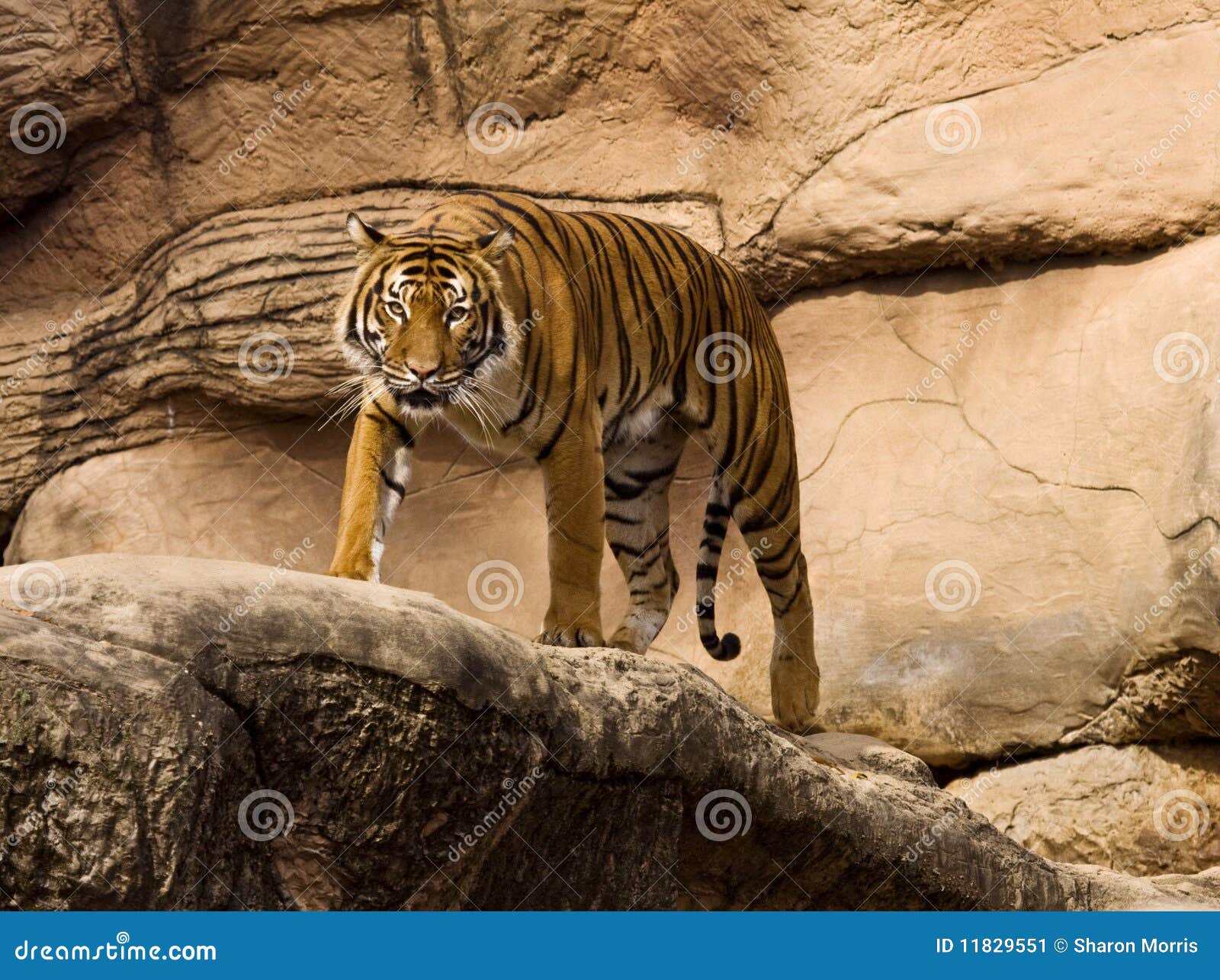 Malayan Tiger Stock Image | CartoonDealer.com #190447