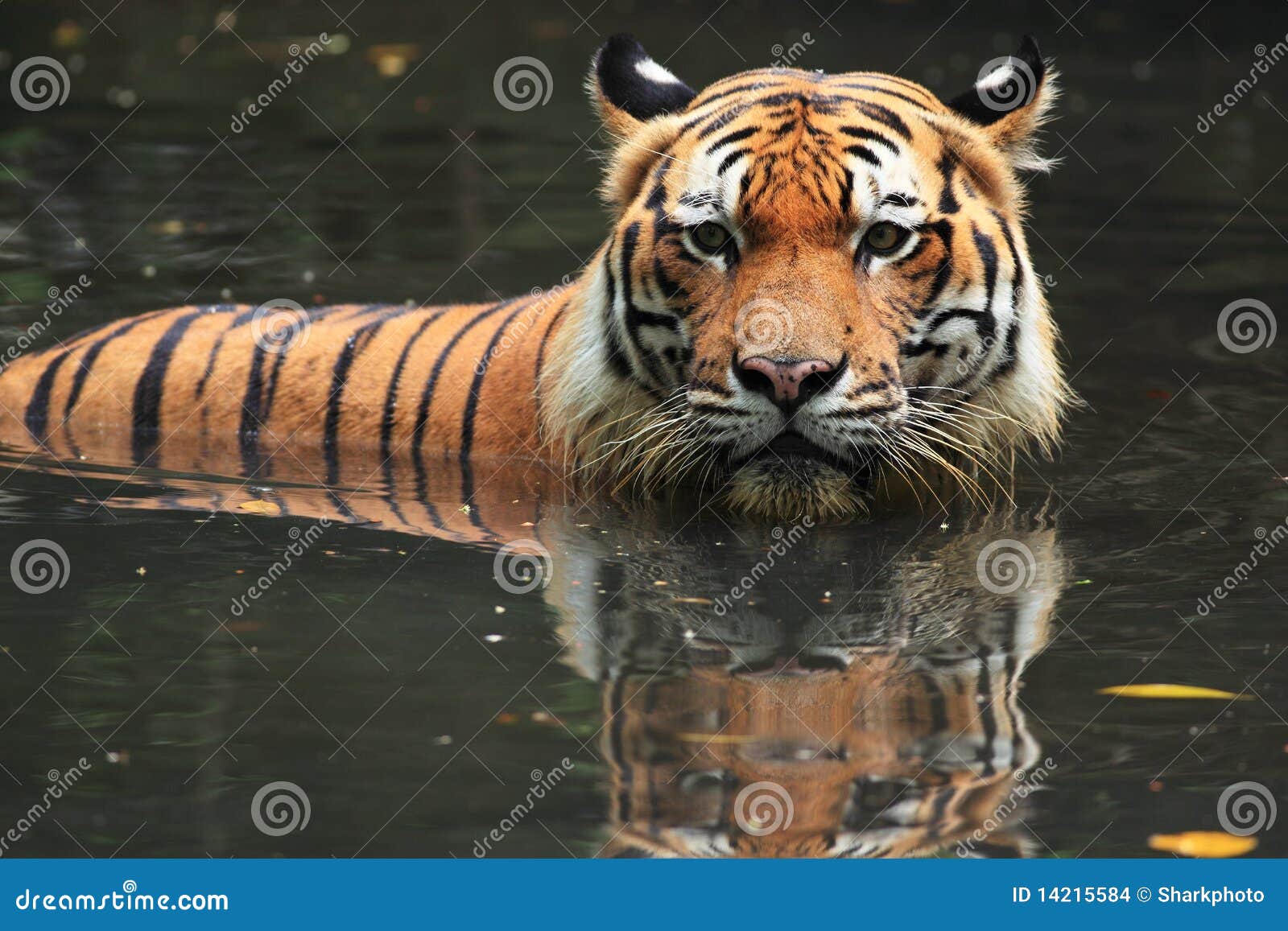 Malayan Tiger (Panthera Tigris Jacksoni) Stock Photo - Image of feline ...