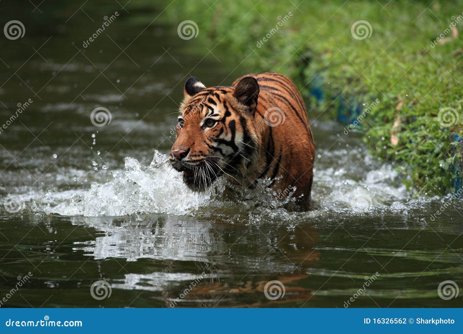 Malayan Tiger Royalty-Free Stock Photo | CartoonDealer.com #36871929