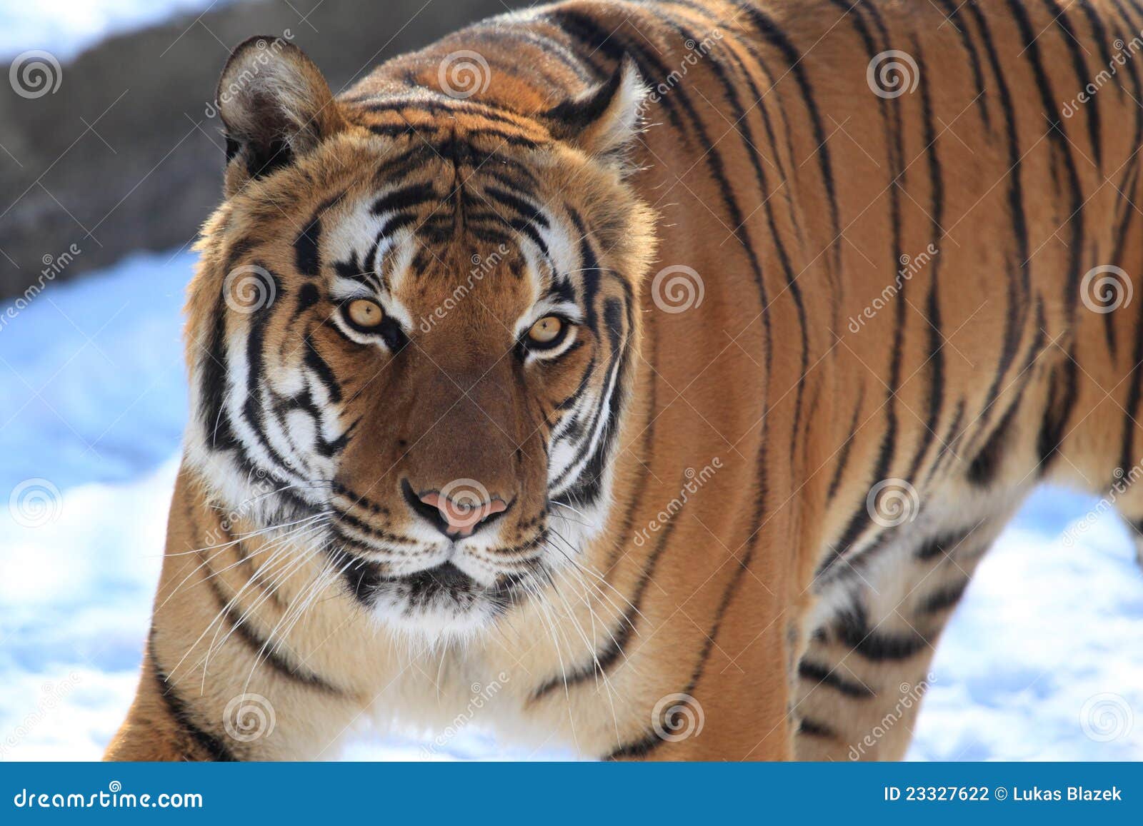 MALAYAN TIGER Stock Image | CartoonDealer.com #29058109