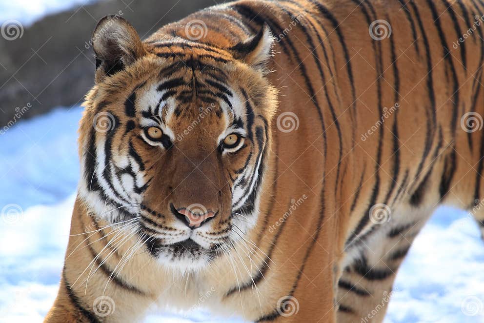 Malayan tiger stock photo. Image of animal, prague, panthera - 23327622