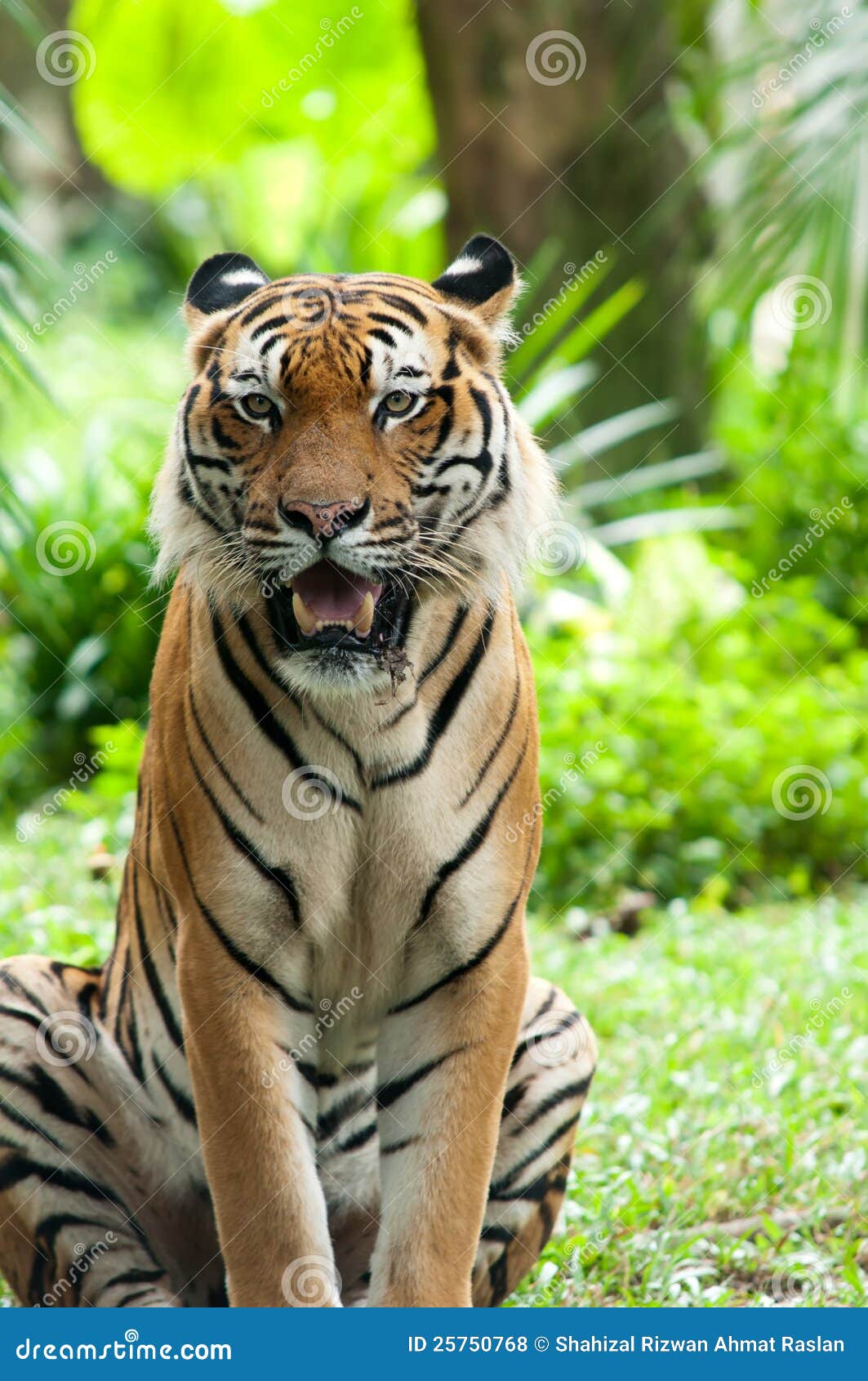 Malayan tiger stock photo. Image of life, full, tigris - 25750768