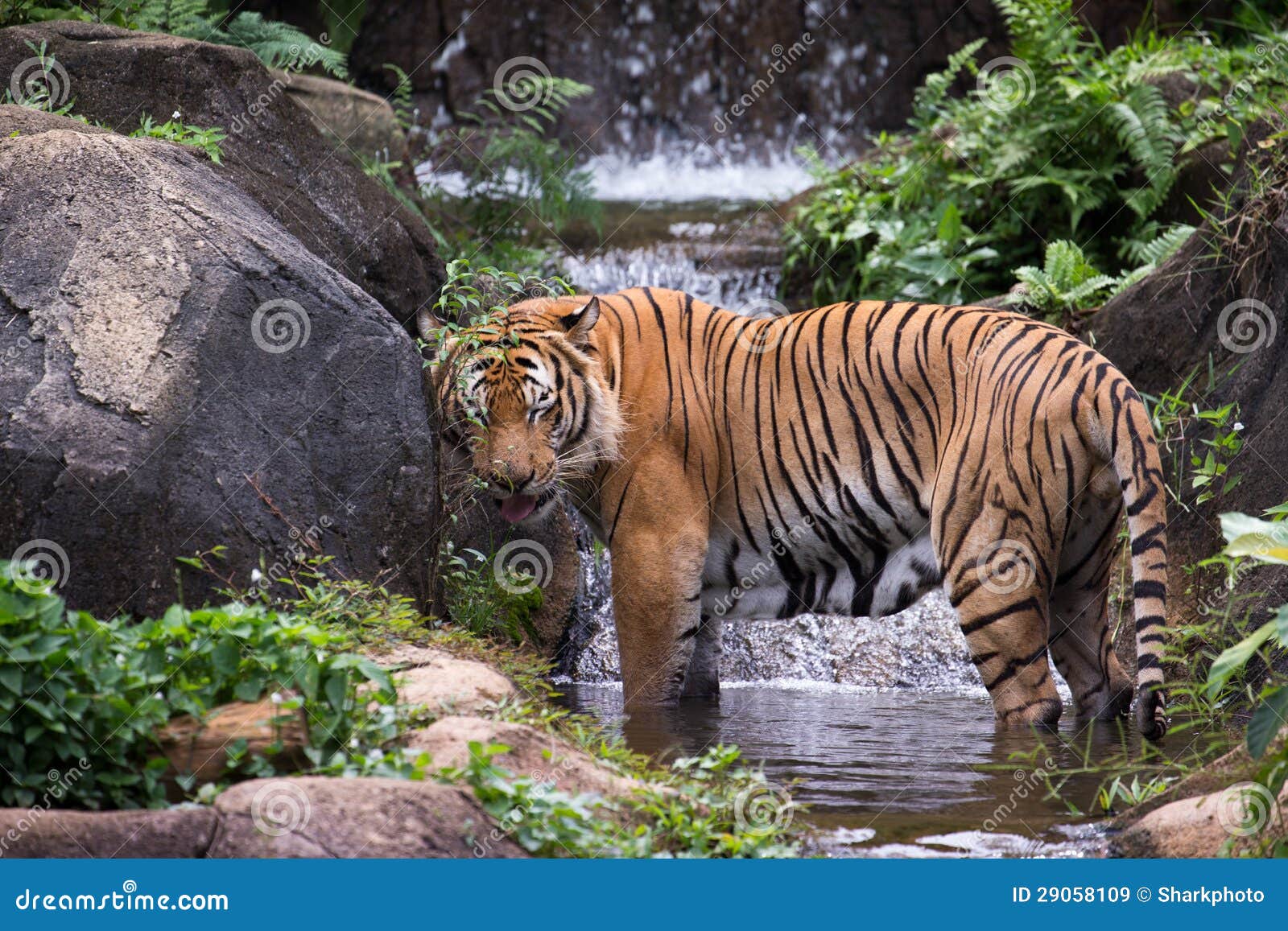 MALAYAN TIGER Stock Image | CartoonDealer.com #29058109