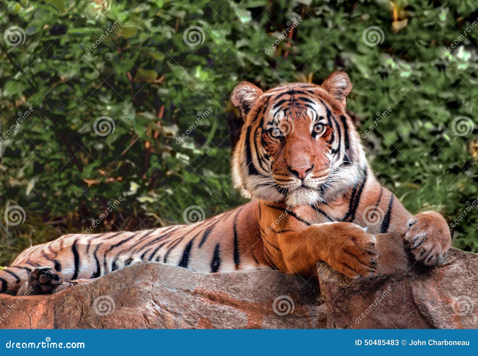 Malayan Tiger on alert stock image. Image of strength - 50485483