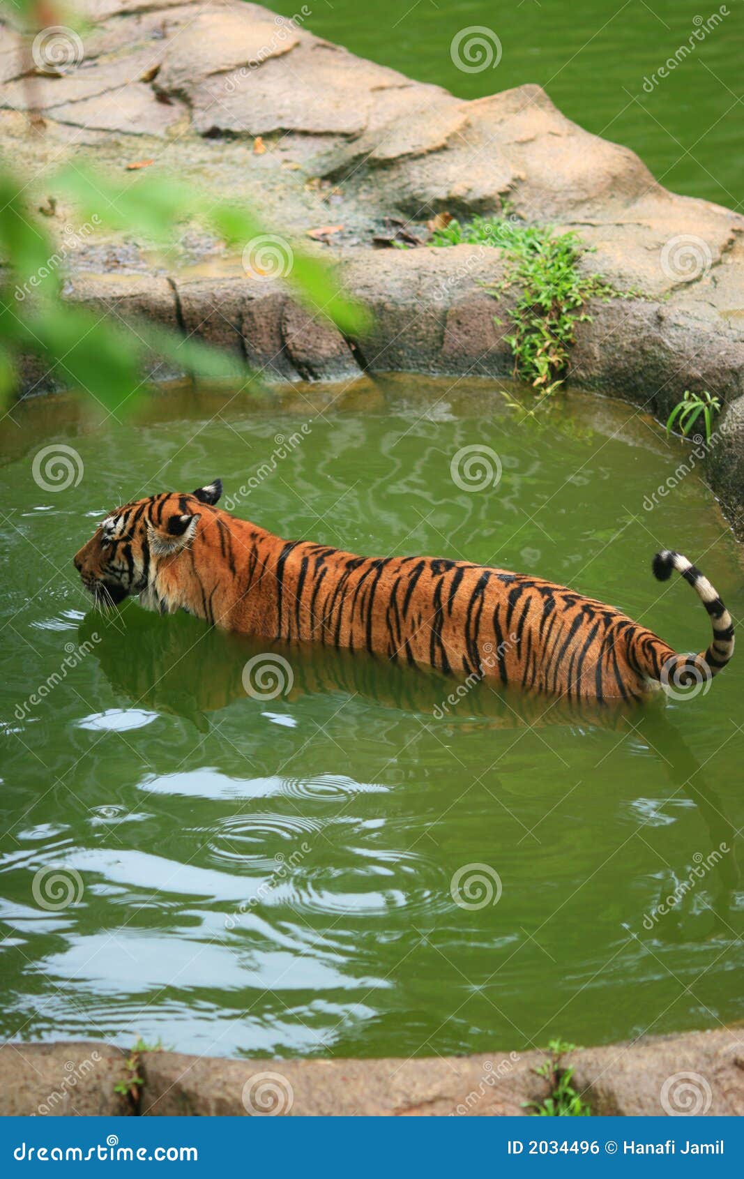 Malayan Tiger Bathing Picture. Image: 2034496