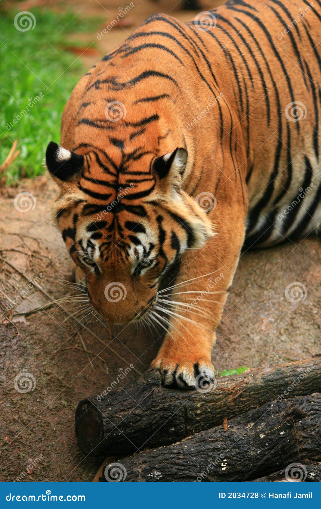 Malayan Tiger Bow To the King Stock Photo - Image of jungle, close: 2034728