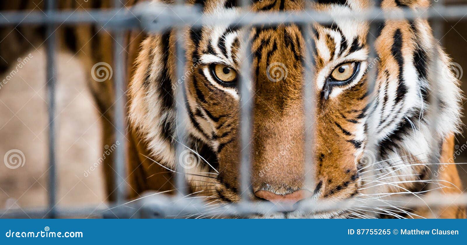 Tiger Cage Of Barbed Wire Stock Photo | CartoonDealer.com #56625696