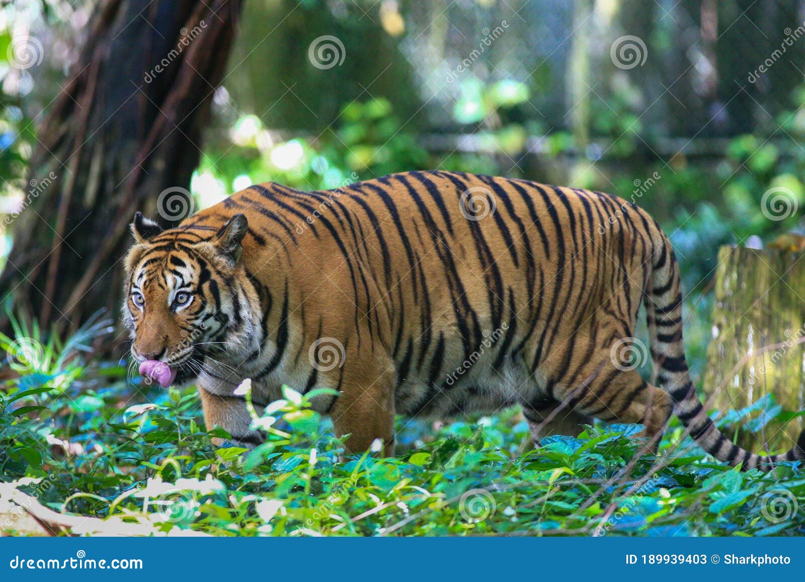The Malayan Tiger stock image. Image of endangered, fauna - 189939403