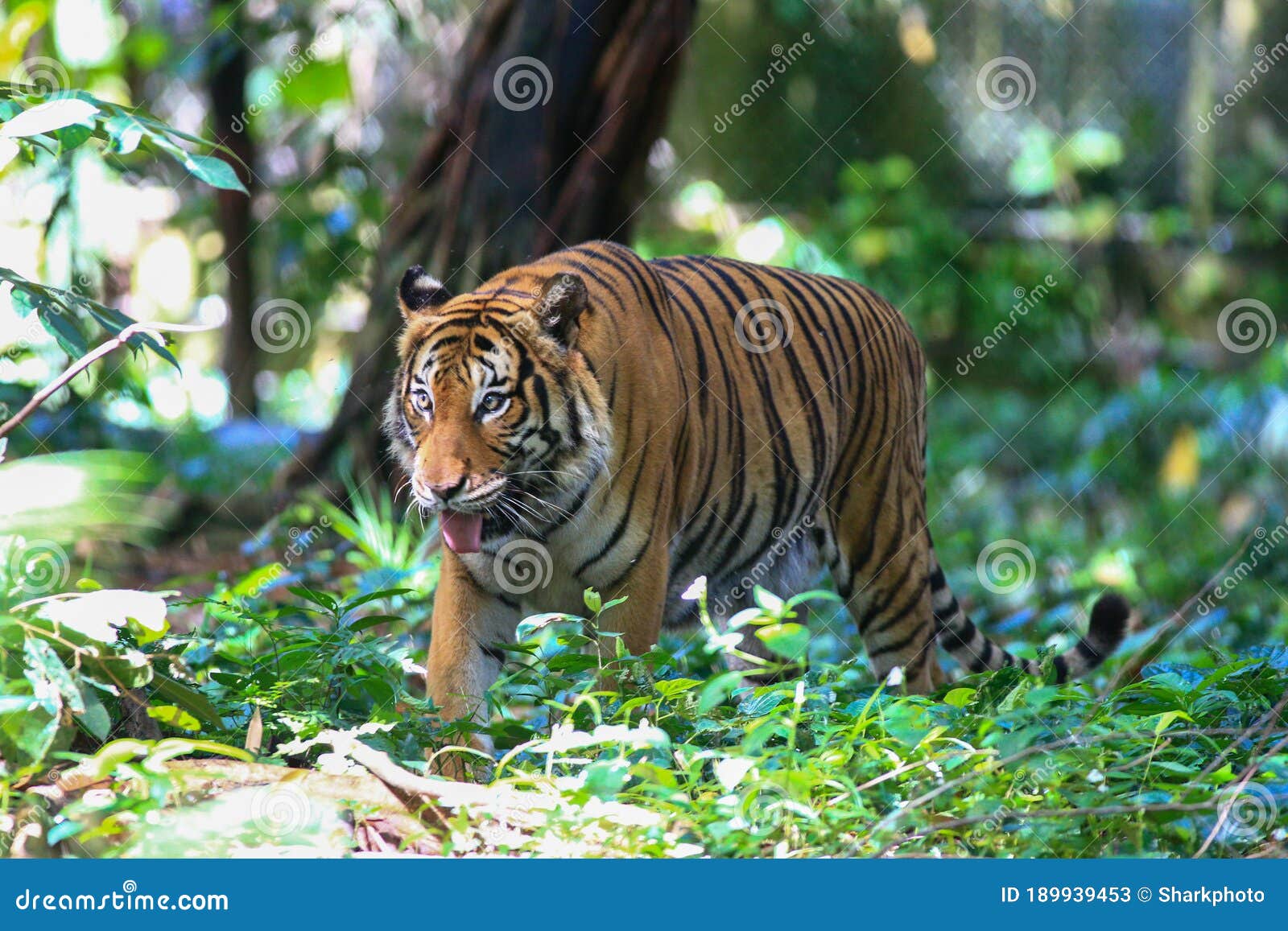 The Malayan Tiger stock image. Image of malay, asia - 189939453