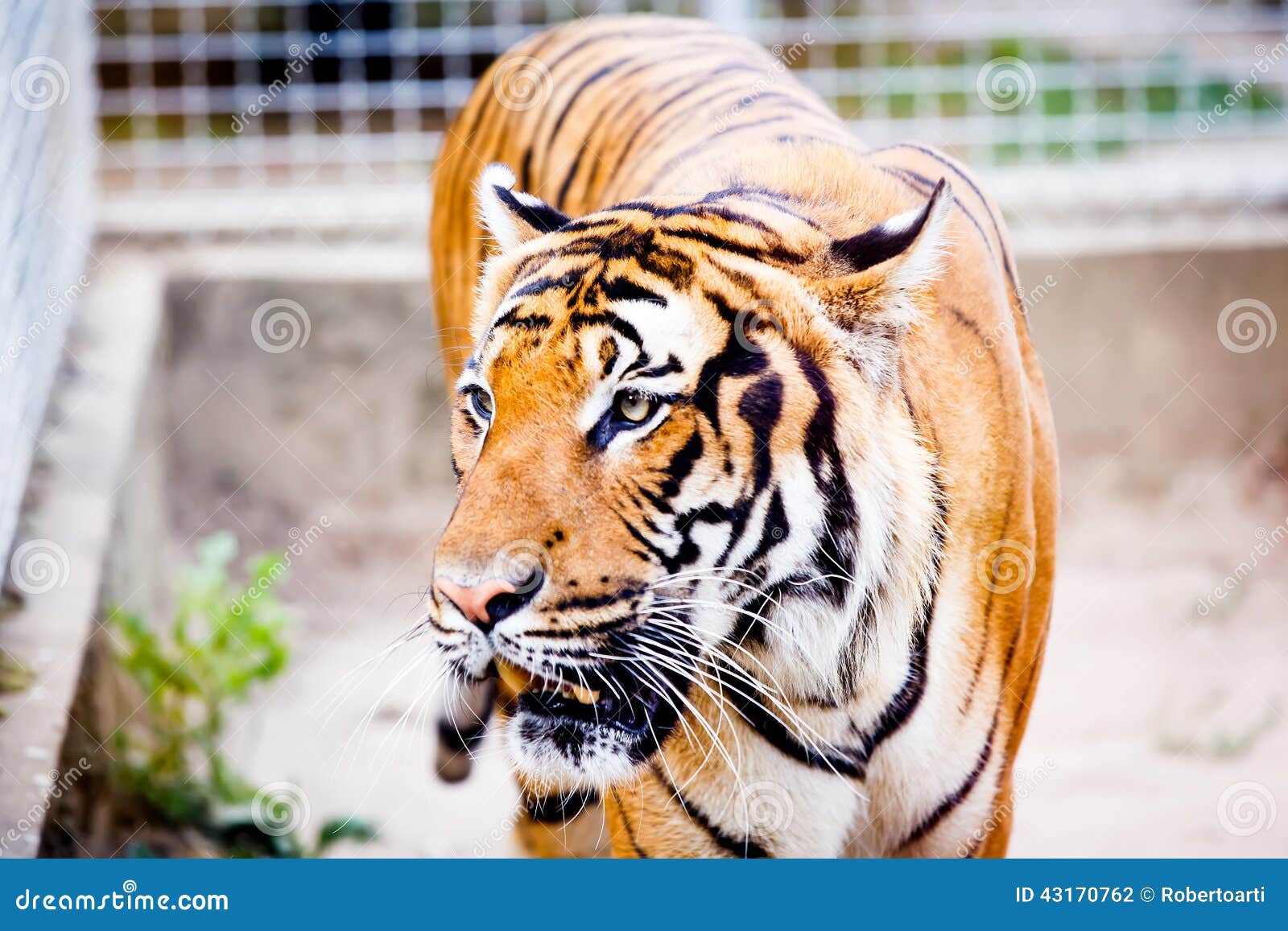 Malayan tiger stock photo. Image of wildcat, tiger, animals - 43170762