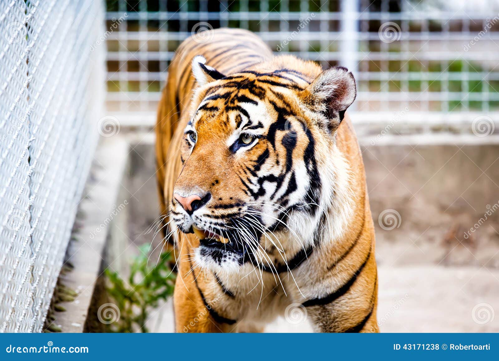 Malayan tiger stock photo. Image of nature, wild, malayan - 43171238