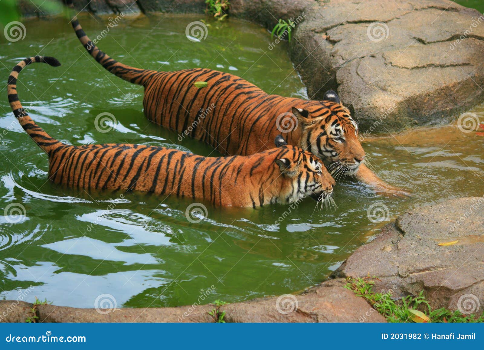 Malayan Tiger Couple Bathing Stock Photo - Image of malay, wildlife ...