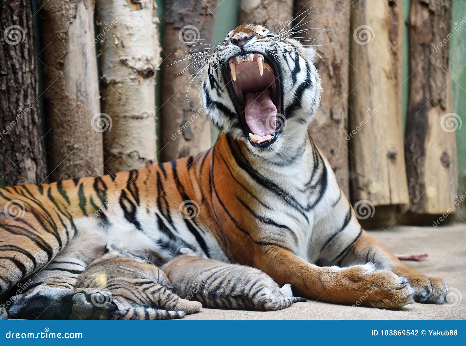 Malayan tigers stock photo. Image of feline, mammal - 103869542