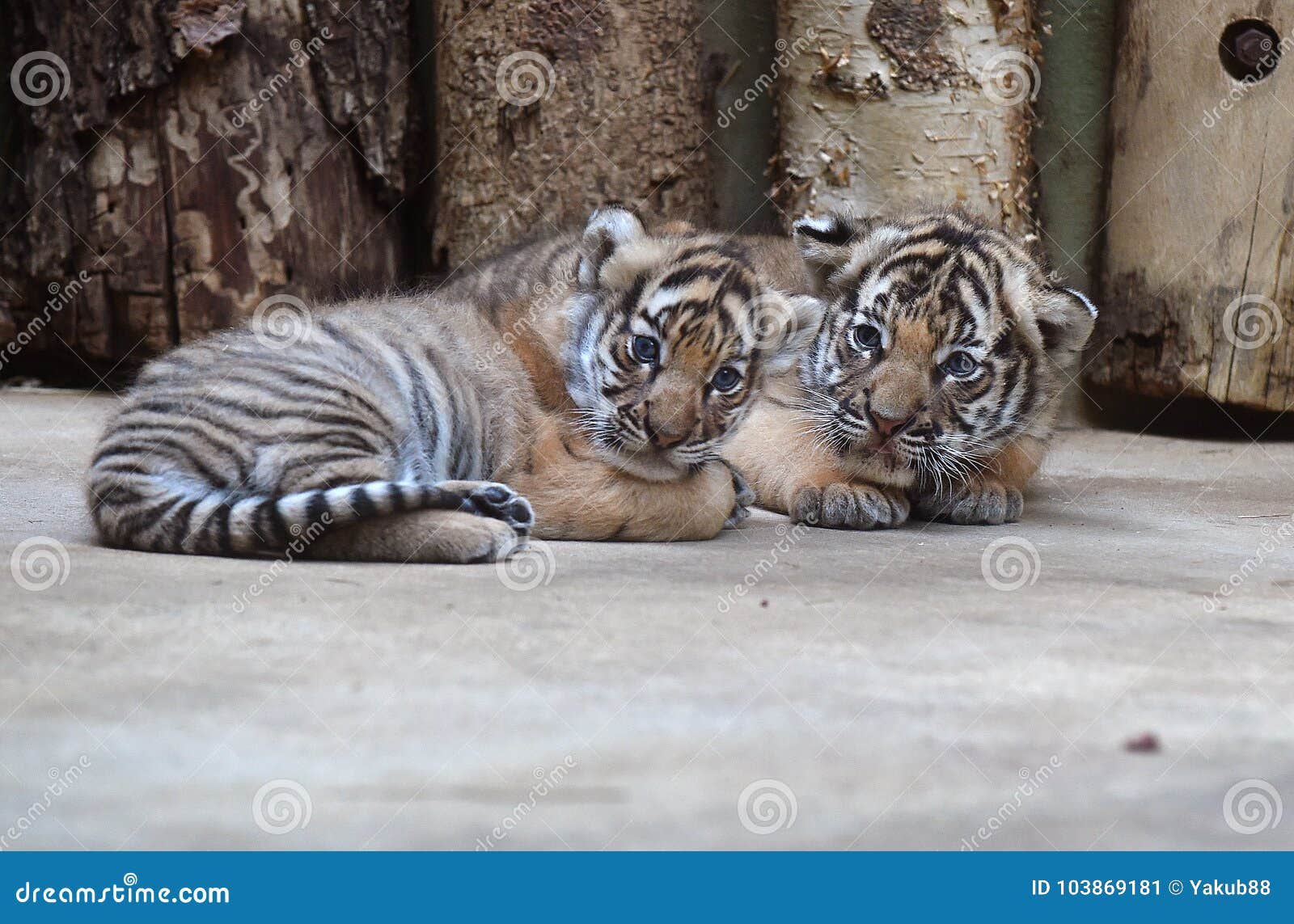 Malayan tiger cubs stock image. Image of garden, couple - 103869181
