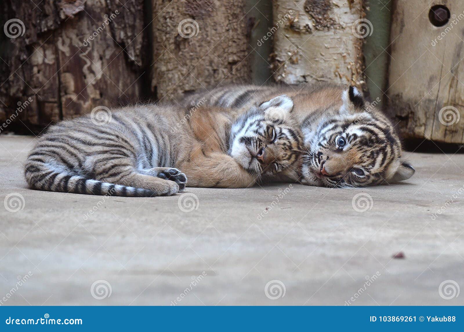 Malayan tiger cubs stock image. Image of predator, panthera - 103869261