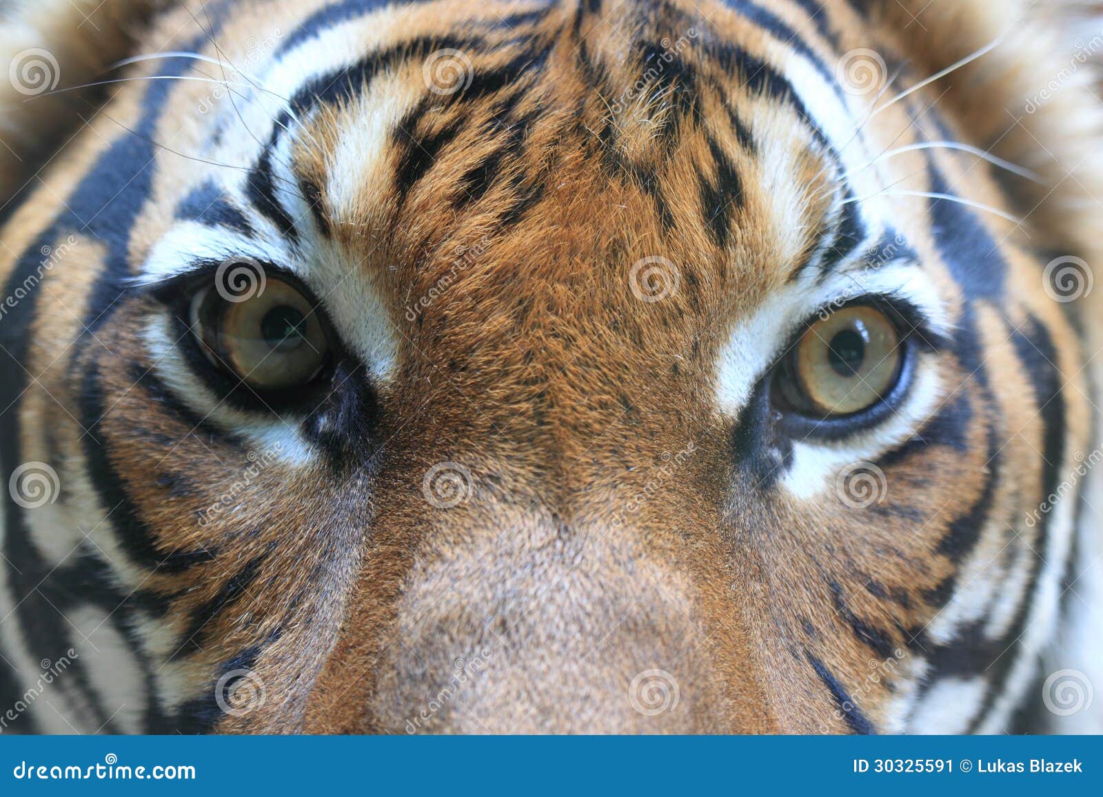 Malayan tiger stock image. Image of nature, tigris, look - 30325591