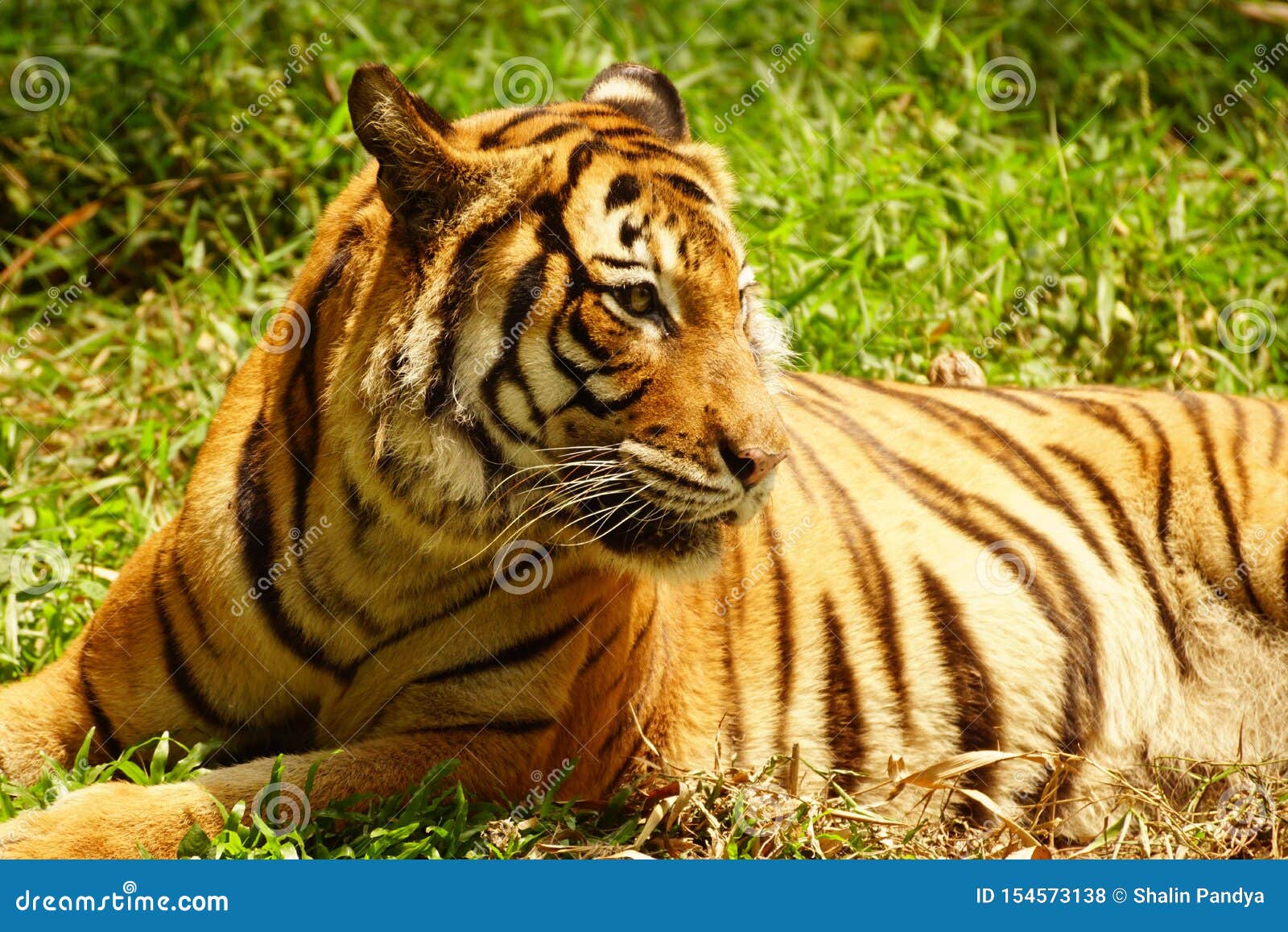 Malayan Tiger in Kuala Lumpur Stock Photo - Image of malaysia, wild ...
