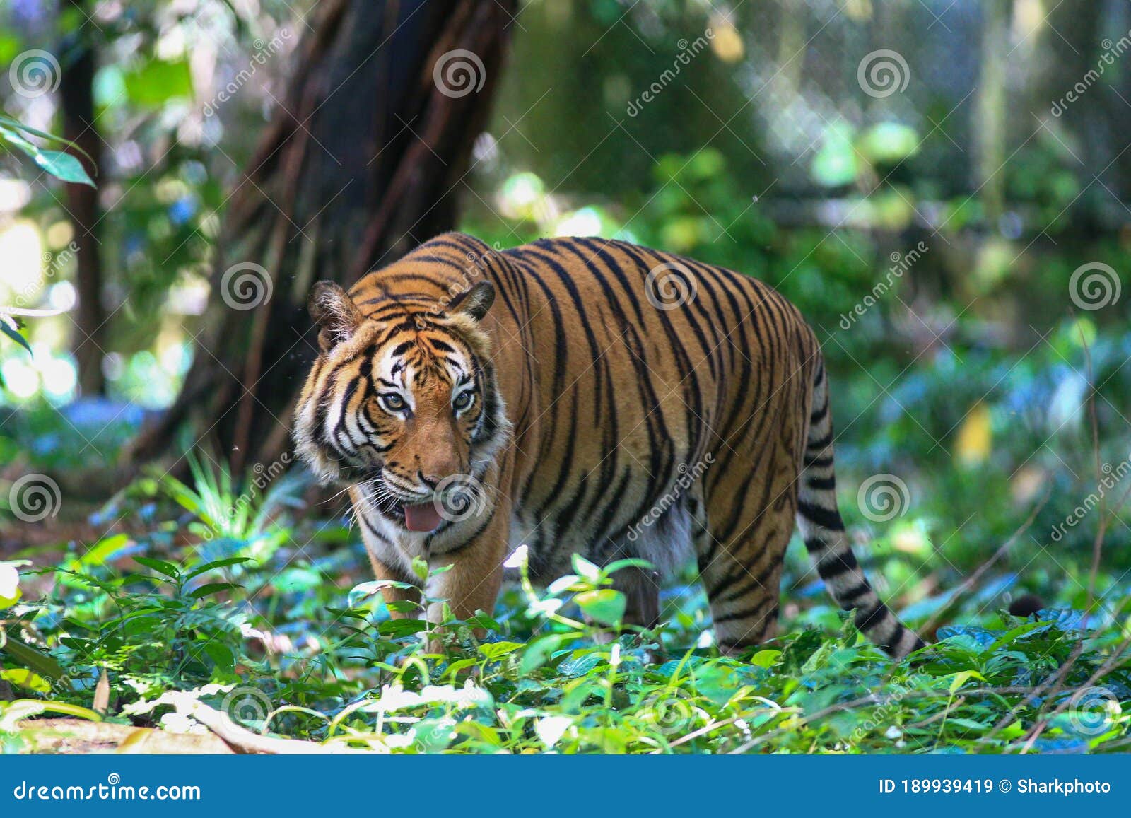 The Malayan Tiger stock image. Image of felid, danger - 189939419