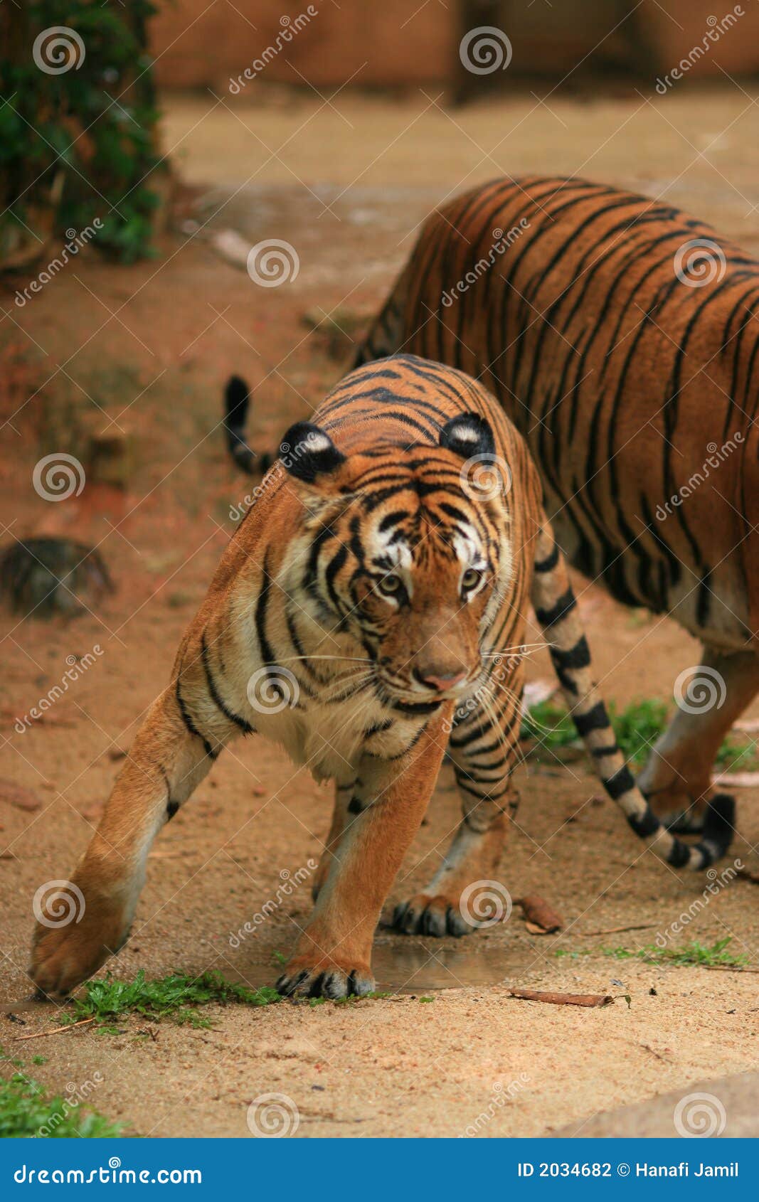 Malayan Tiger on-the-move stock photo. Image of tigris - 2034682