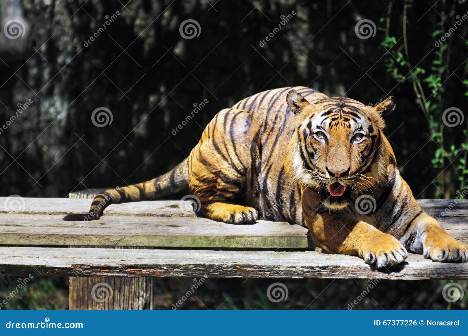 Malayan tiger stock photo. Image of carnivore, mammal - 67377226