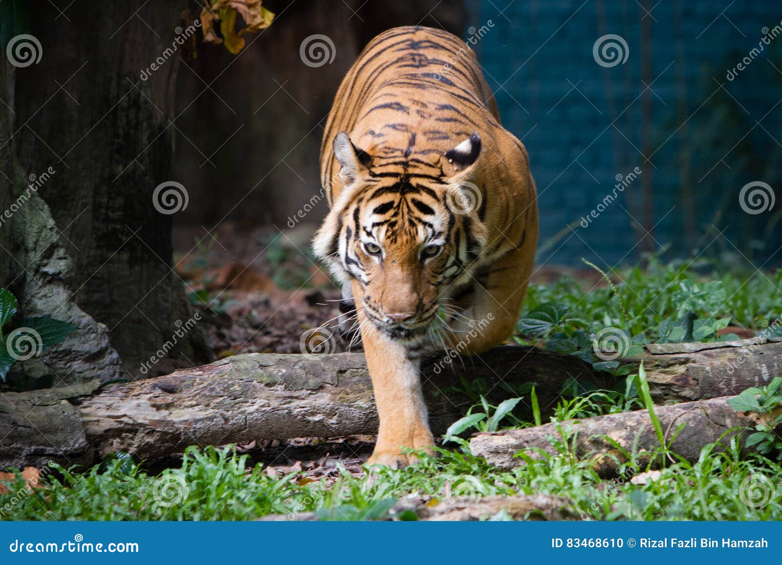 Malayan Tiger stock photo. Image of animal, tigris, panthera - 83468610